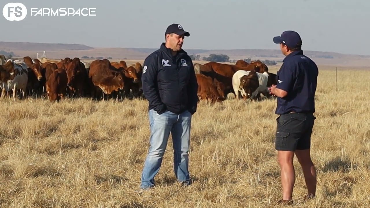 How does one manage a herd of 2800 stud cattle? - YouTube
