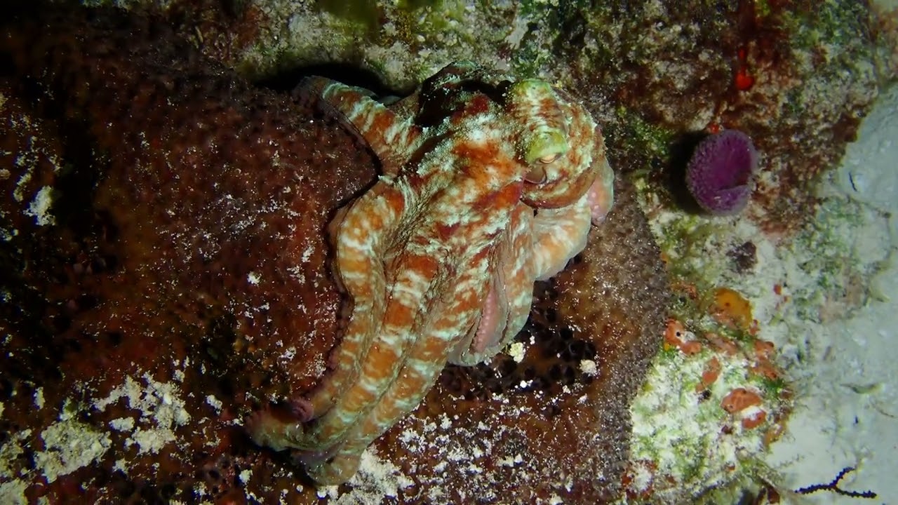 Carribean Octopus Dance - YouTube