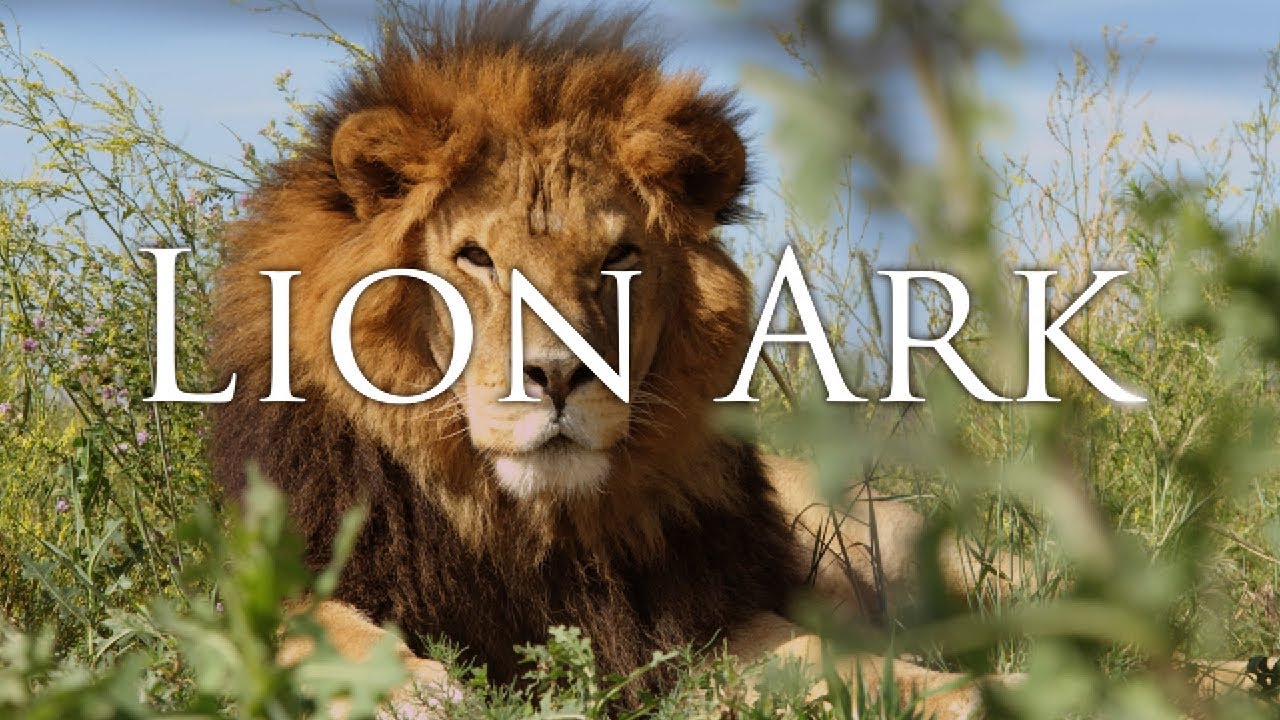 LION ARK full feature (3840 x 2160 24Mbps) - YouTube