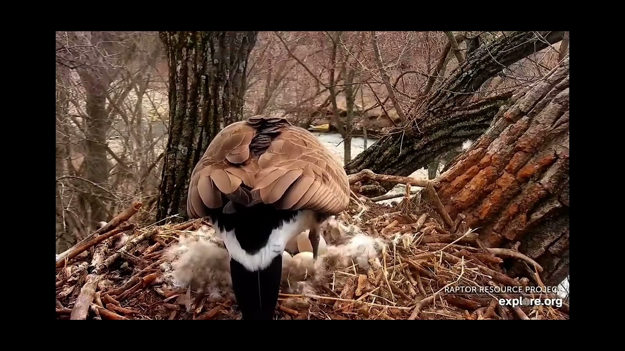 Female Canada goose has pointed tail and view of 6 eggs 3/30/2023 ...