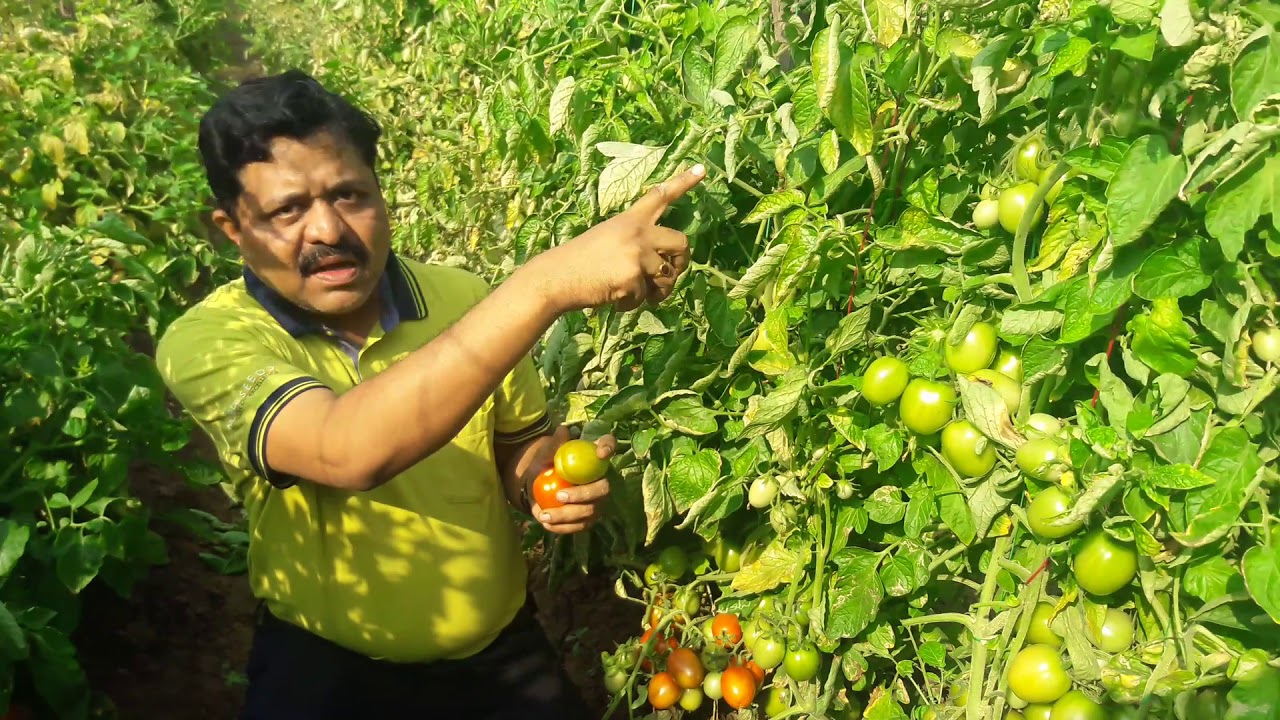Noble seeds tomato 333 improved - YouTube