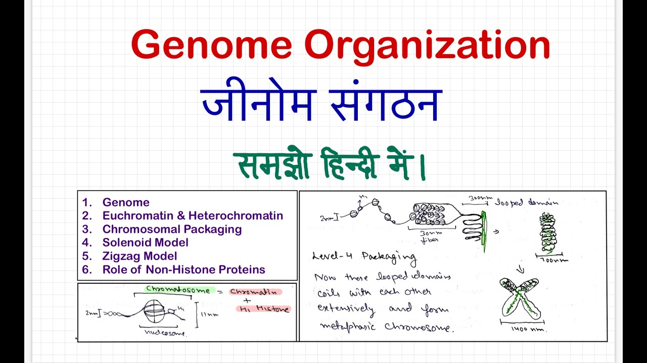 Genome Organization, Solenoid model, non-histone proteins | Molecular ...