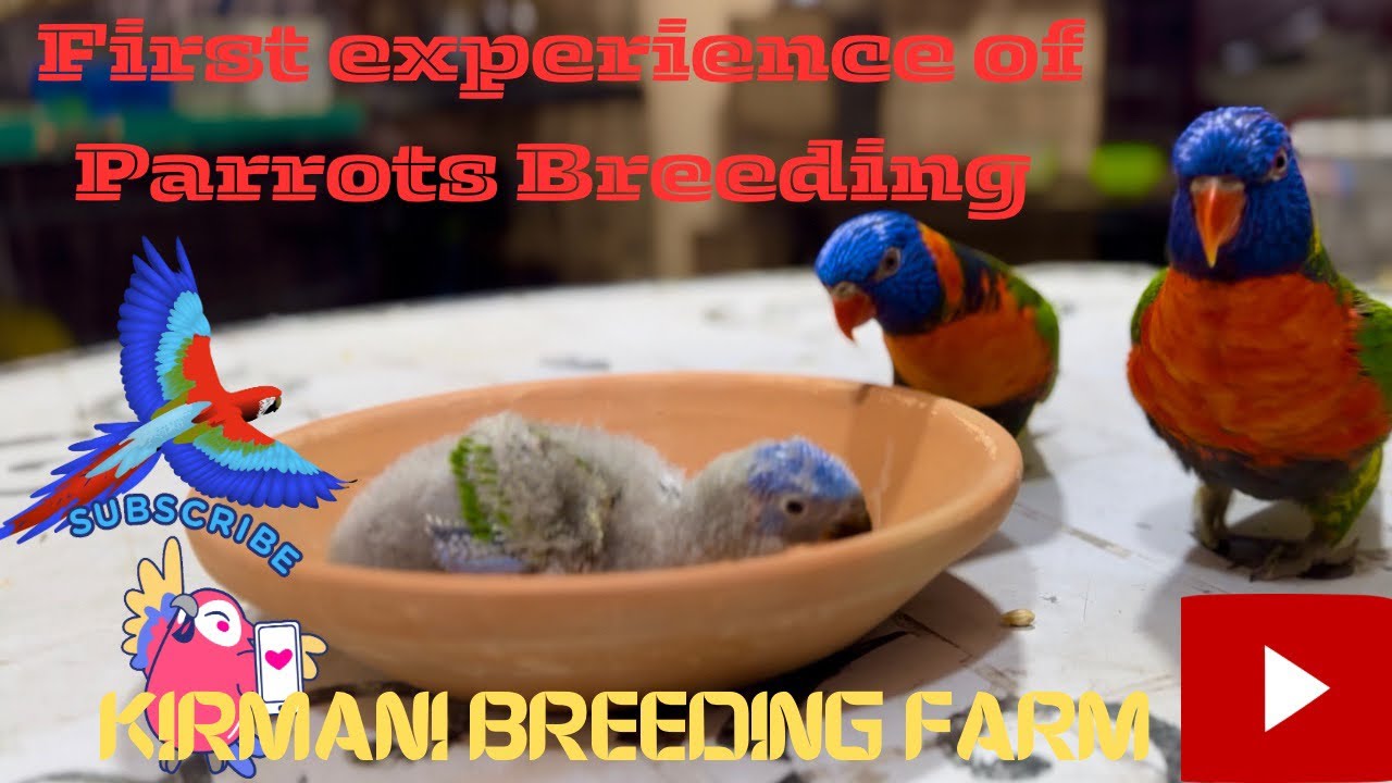 First Experience in Parrots breeding - YouTube