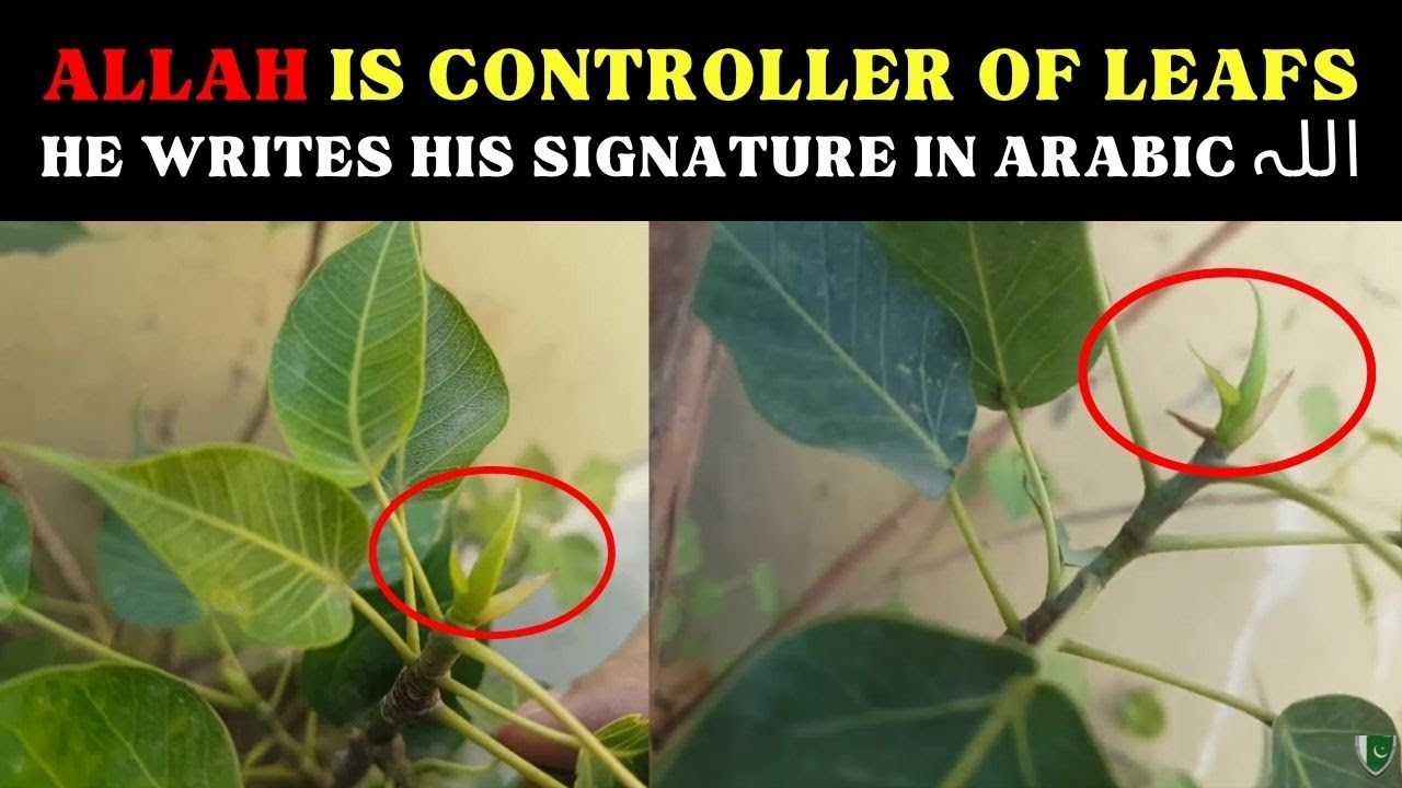 ALLAH The King of Trees & Leafs (with Signatures in Arabic اللہ) - YouTube
