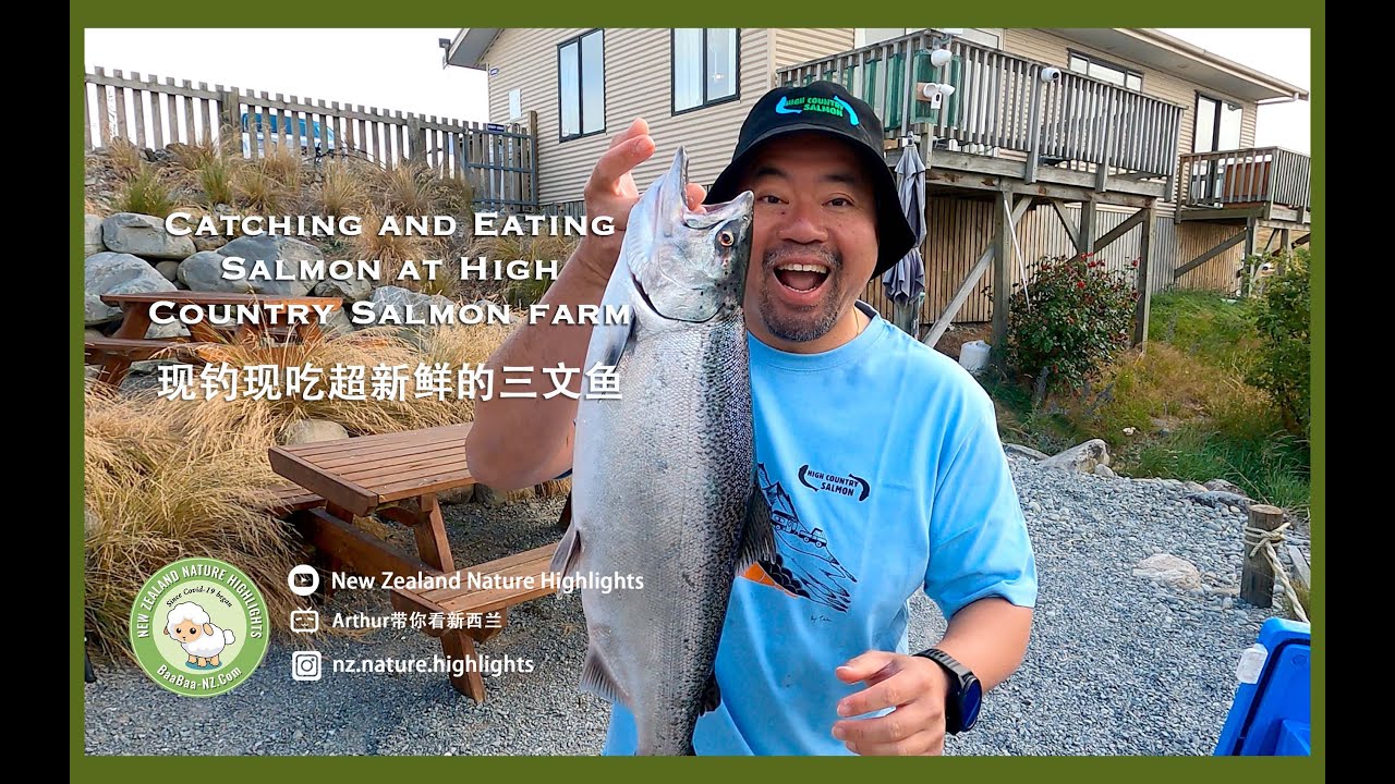 Catching and Eating Salmon at High Country Salmon farm - YouTube