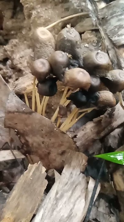 fungus - YouTube