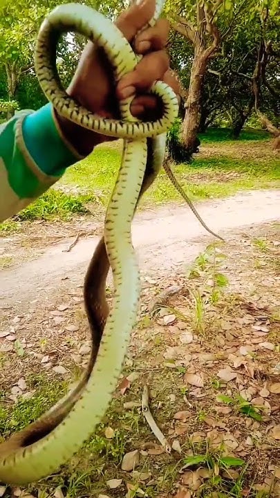 Amazing man catches snake, 🐍អ្នកប្រម៉ាញ់ពស់ ព្រៃ🐍 - YouTube