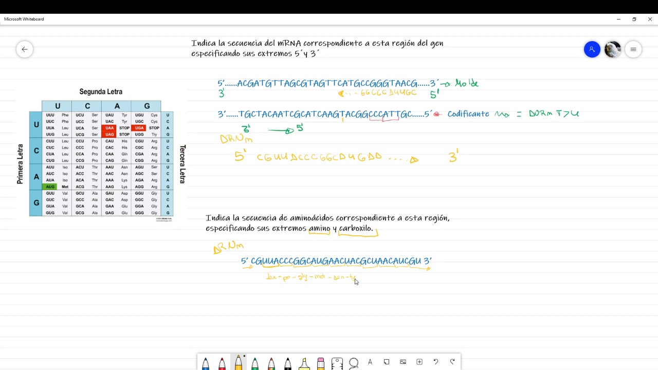 EJERCICIO. Como identificar la cadena molde y la codificante en el ADN ...