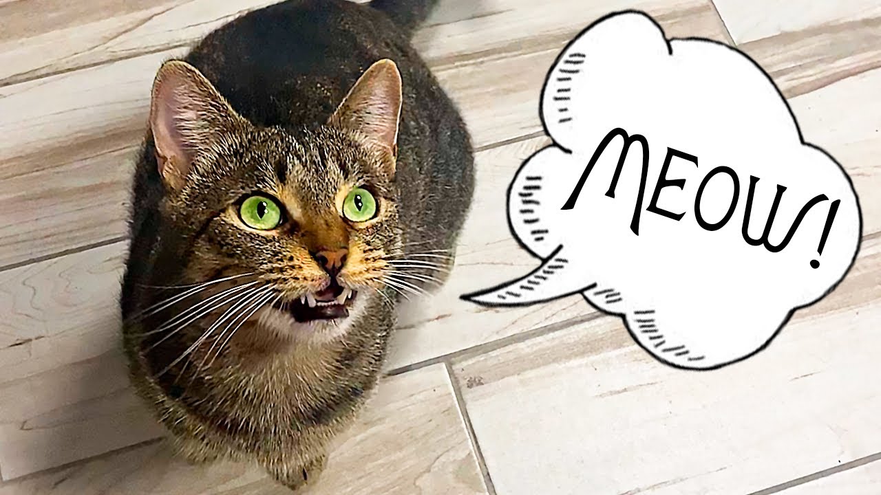Meow Meow and Meow Again | What You're Doing, When You're a Cat - YouTube