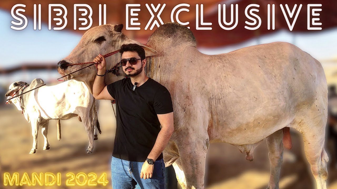 SIBBI MELA WINNER Is HERE !! Karachi Northern Bypass Mandi 2024 | All ...