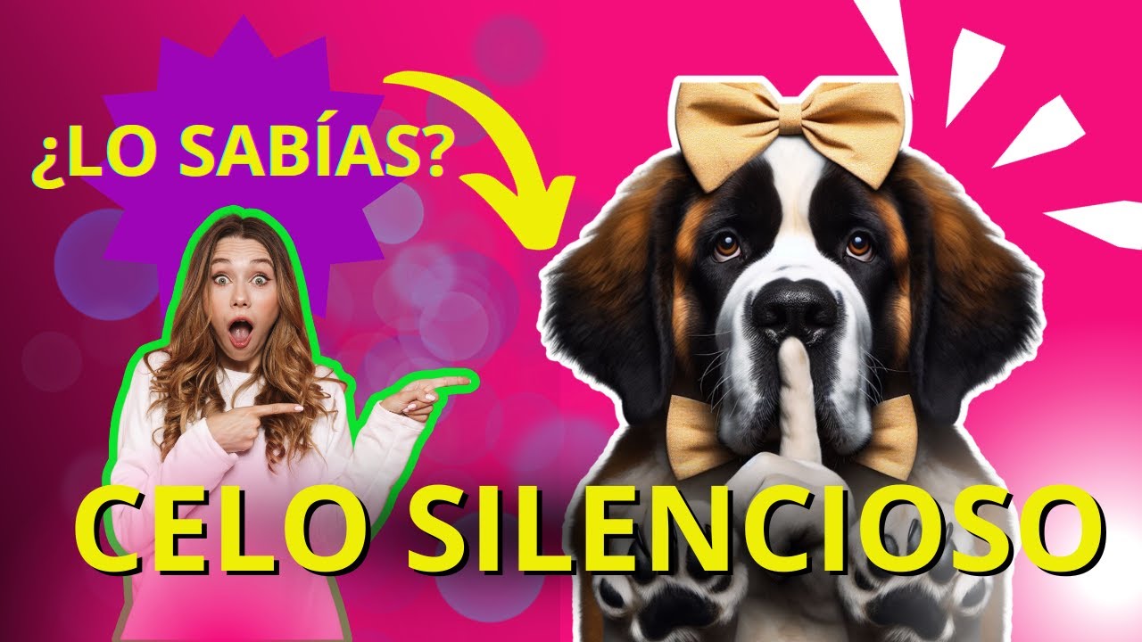 Qué Es El Celo Silencioso En Las Perras