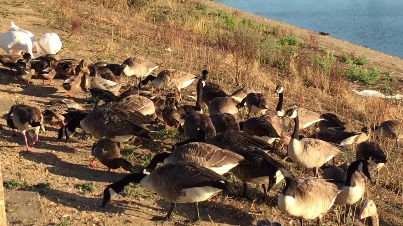 Abberton Reservoir - YouTube