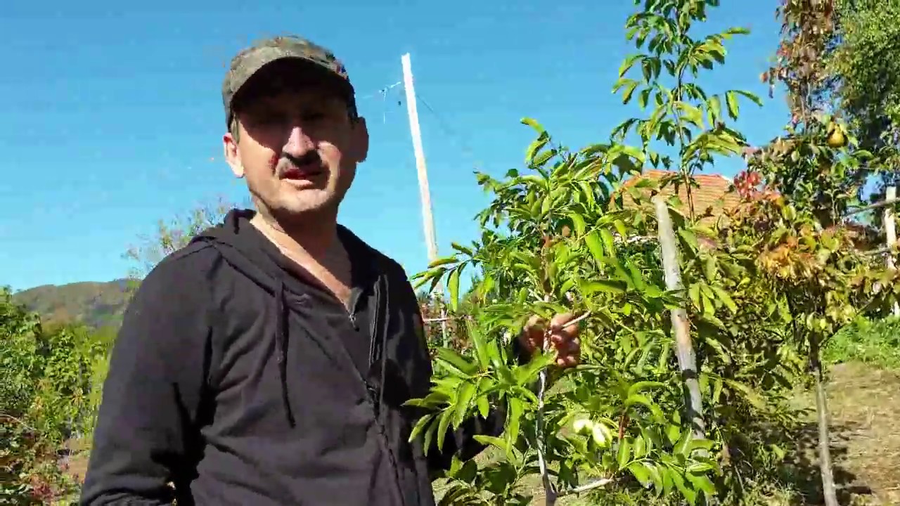 Curmal chinezesc ( jujube ) - YouTube