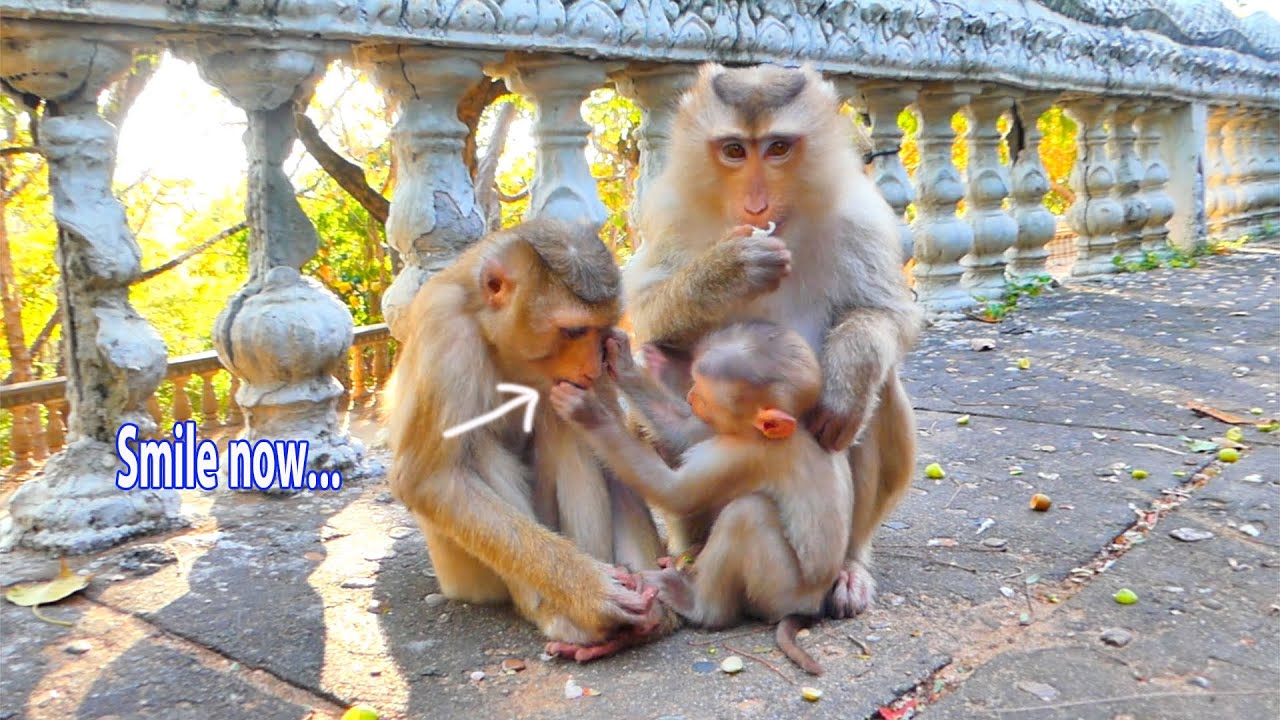 So funny...baby monkey MARCO try his aunt monkey MOKA smiles. - YouTube