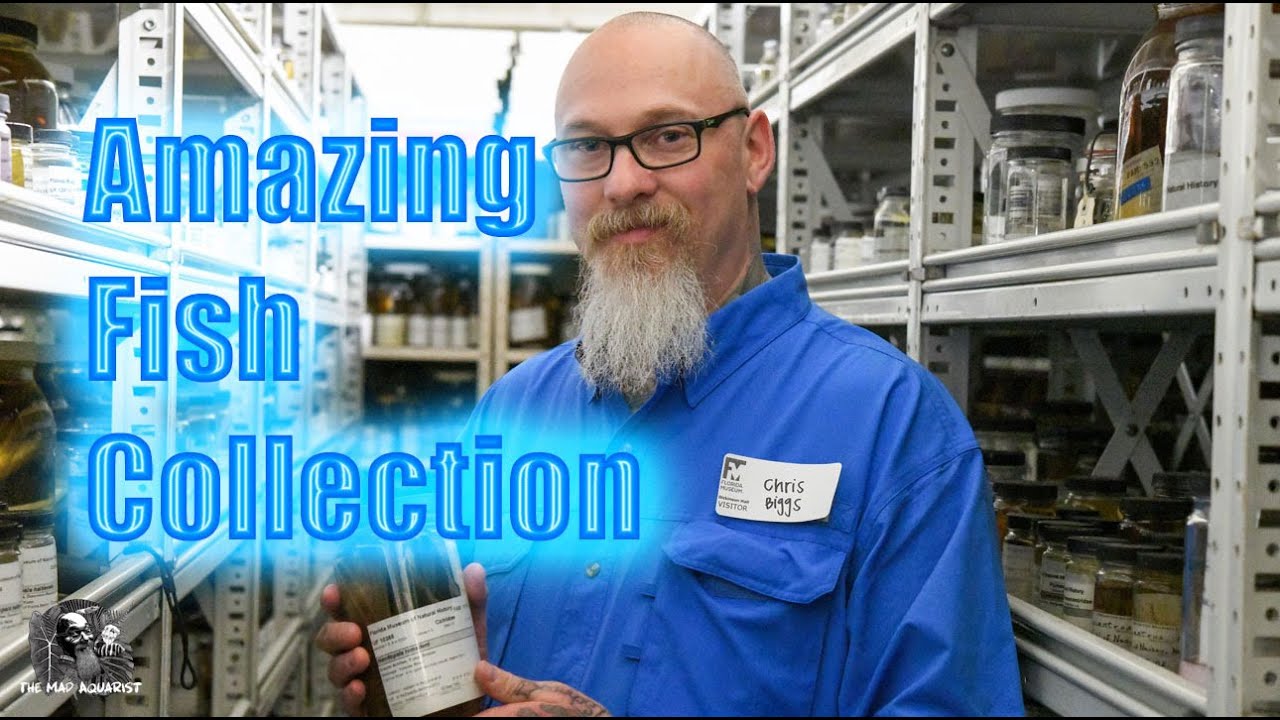 Tour behind the scenes of the U of Florida Natural History Museum ...