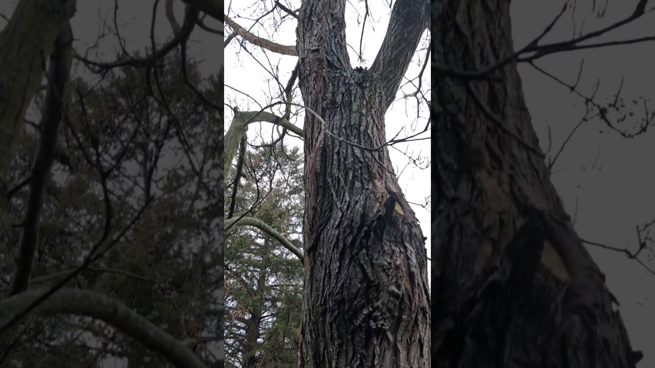 TREE FROM HELL - YouTube