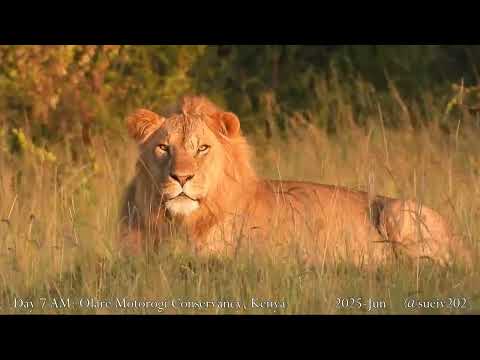 elephants graze near lion - part 2 - he's downwind