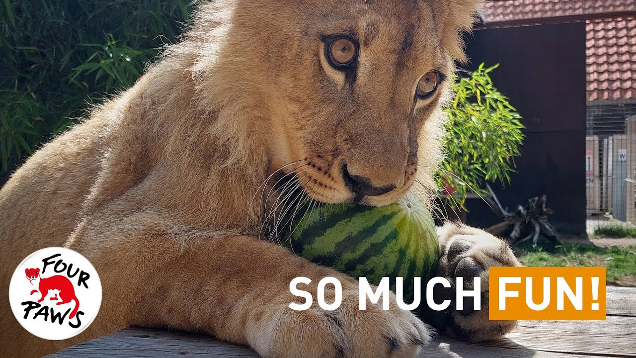 Our curious Nikola is such a playful young lion - YouTube