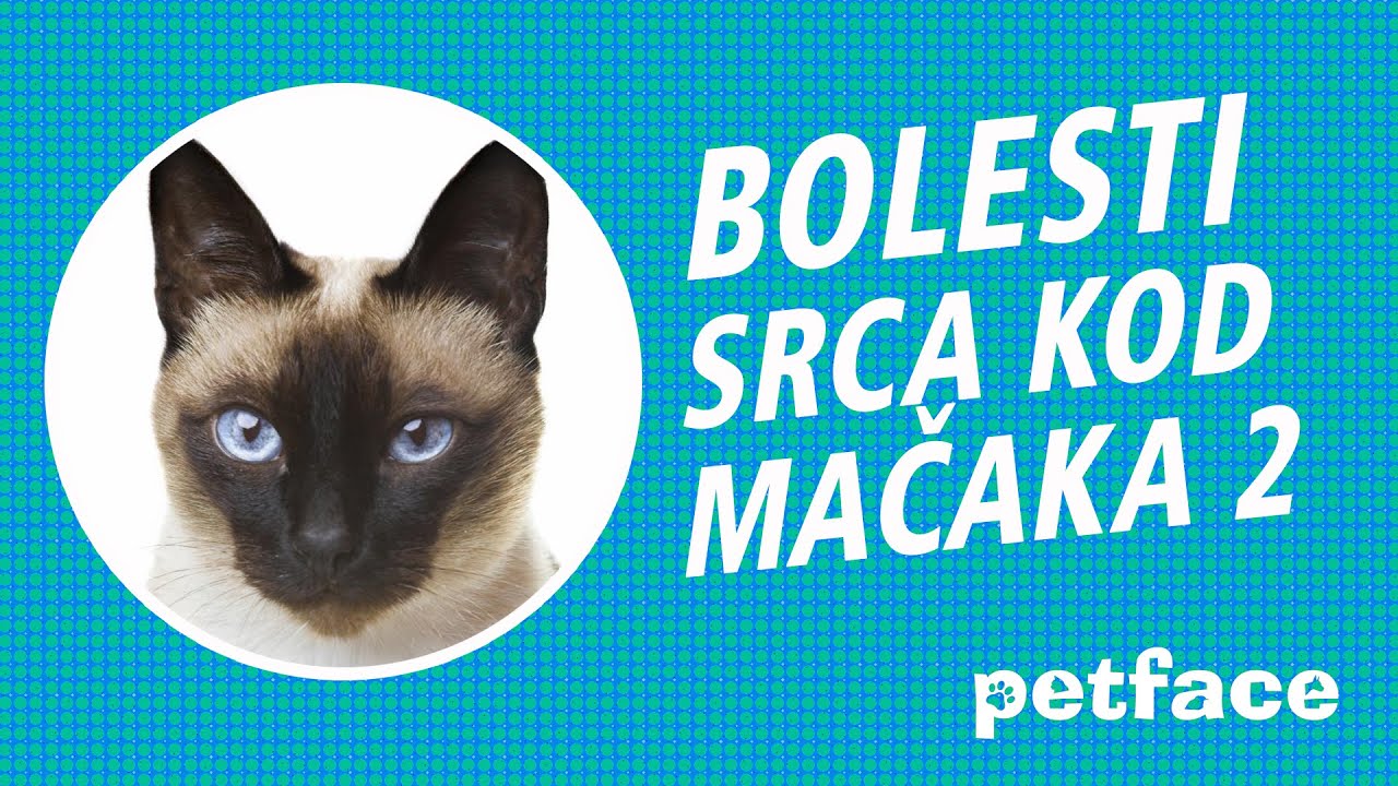 BOLESTI SRCA MAČAKA 2 - YouTube