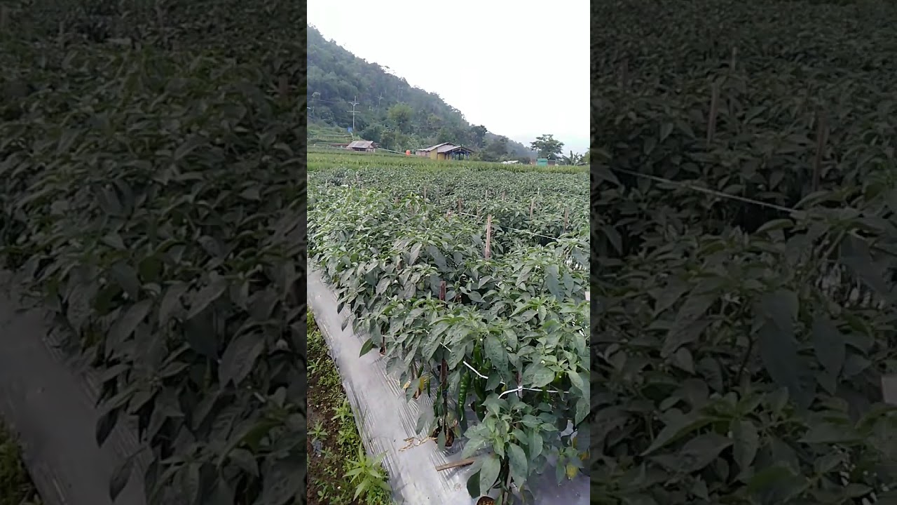 Cara merawat cabe tanjung lokal aries onon - YouTube