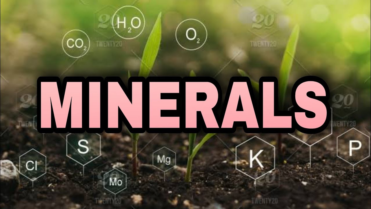 MINERALS | Macrominerals & microminerals - YouTube