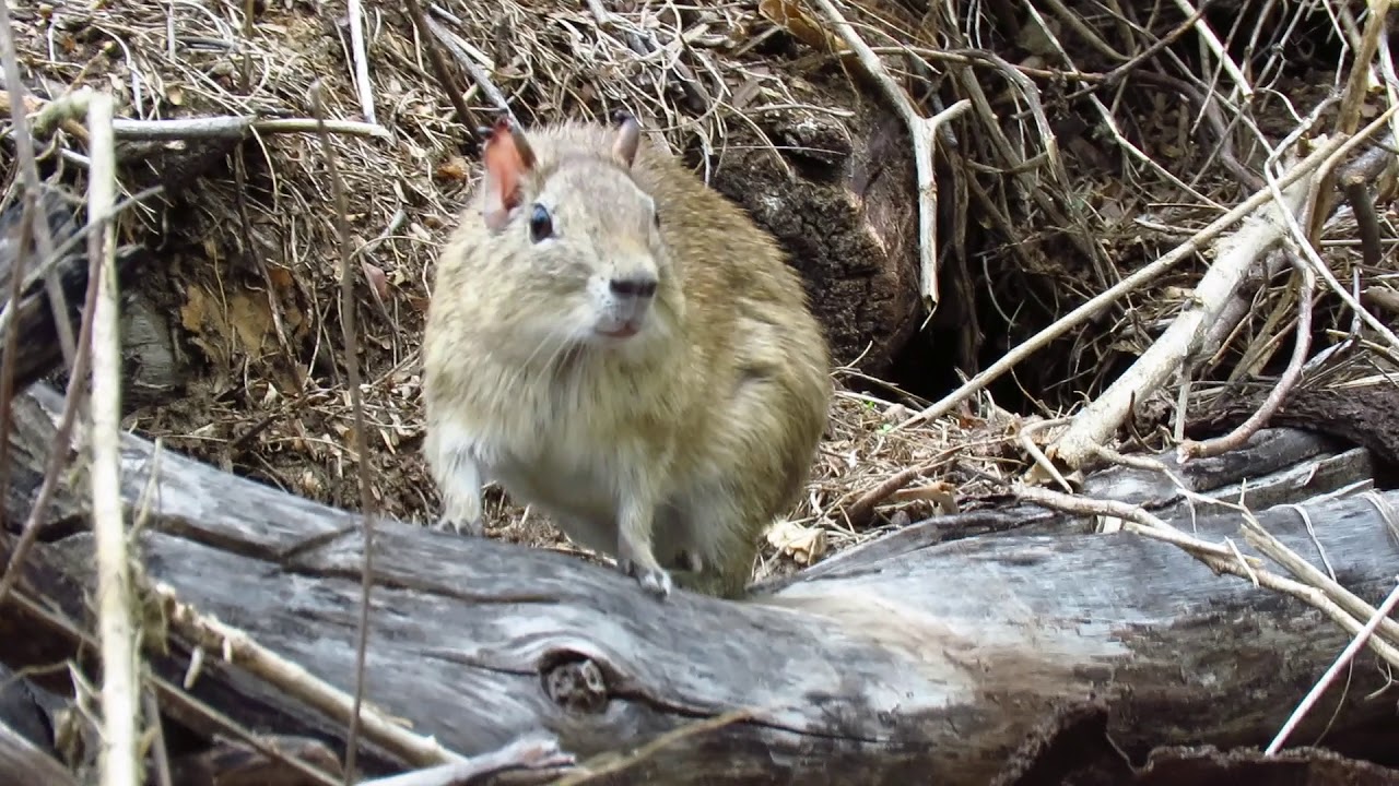 Galea spixii (Preá) - YouTube