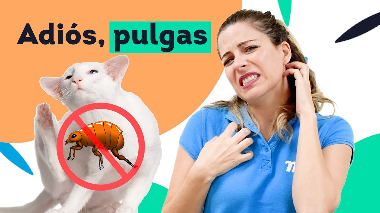 🙀 Mi GATO tiene PULGAS 🦗 Solución - YouTube