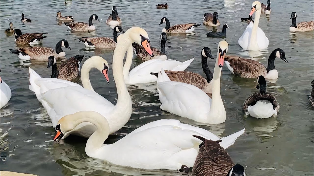 Feeding Canada goose at local park swans muscle in - YouTube