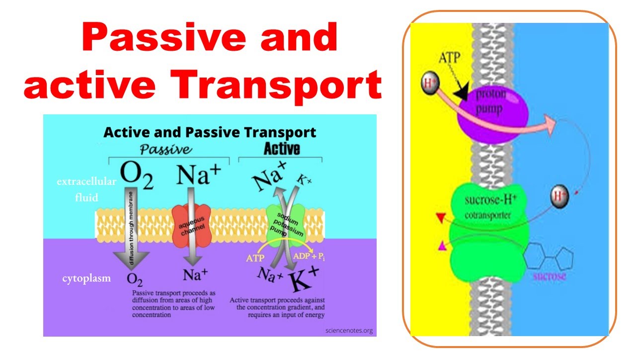 Active and passive transport #biology #biochemistry - YouTube