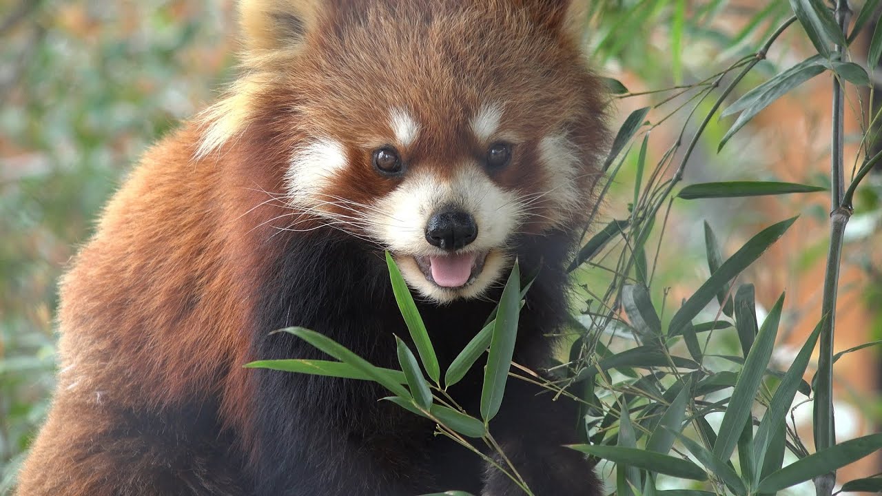 レッサーパンダ 玲玲（リンリン） Red panda Rin rin - YouTube