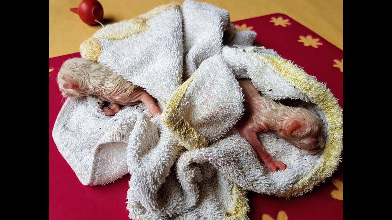 These Poor Kittens Were Rescued From A Roof In The Rain But One Of Them ...