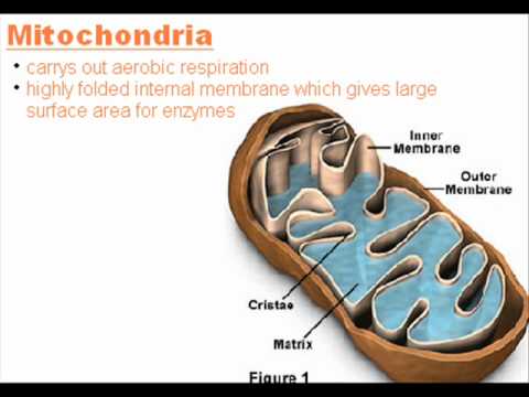 Cell Structure - AS Biology Revision - OCR (Unit 1.1.1.) - YouTube
