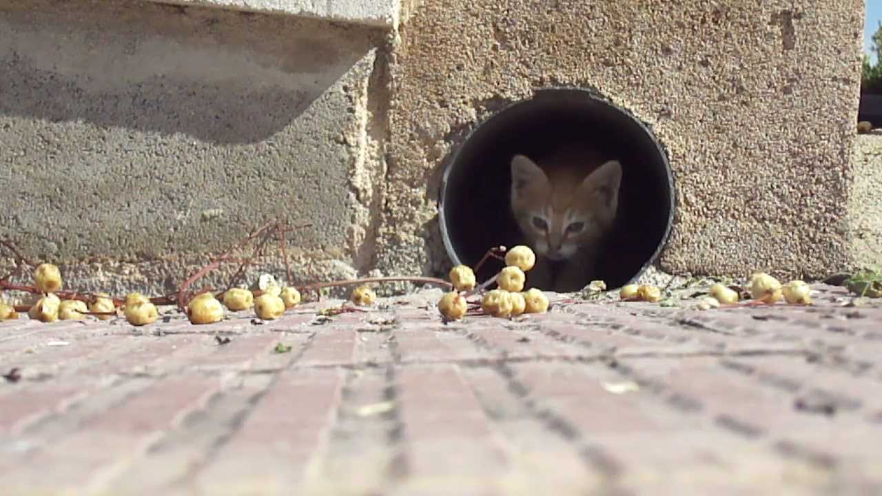 Street kittens playing, so cute! Gatets :) - YouTube