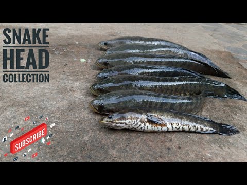 Simplest way to catch #snake Head - YouTube