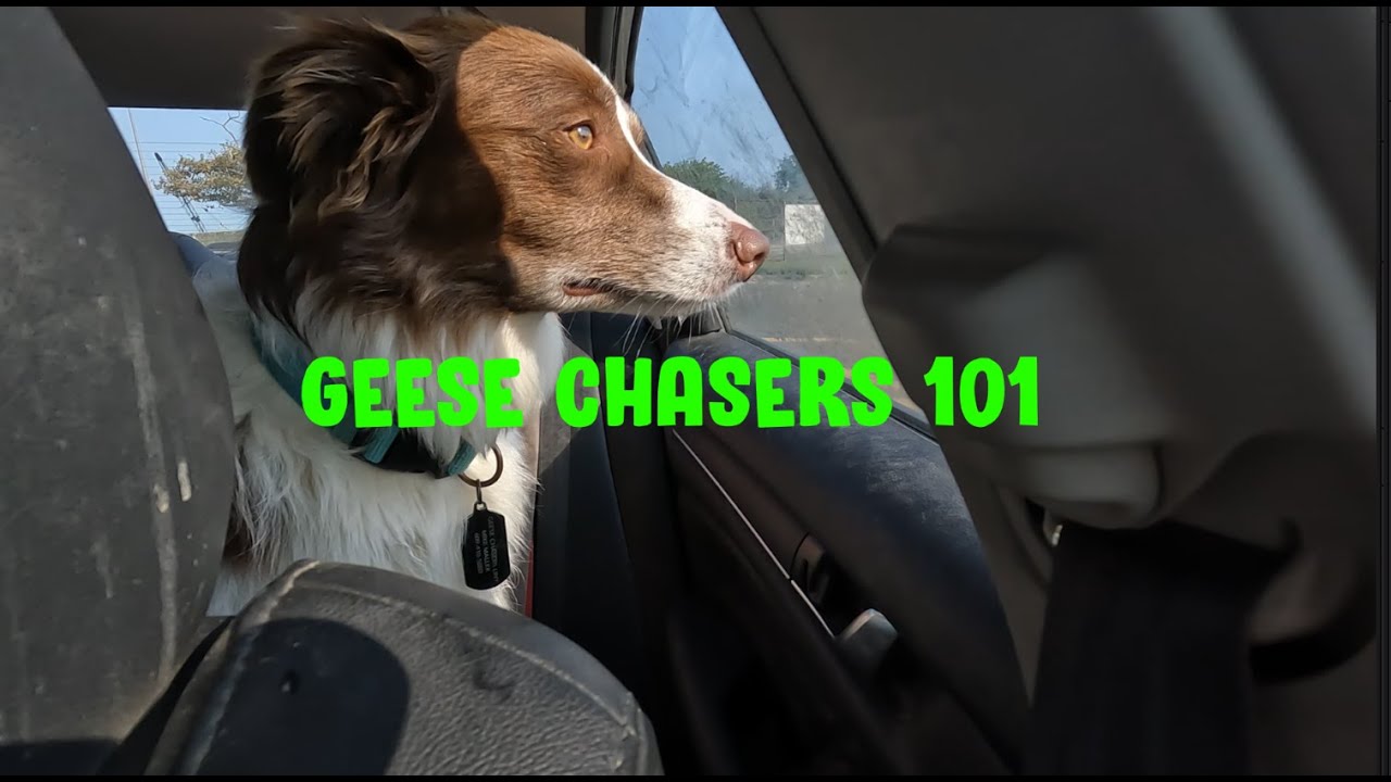 Geese Chasers 101 - YouTube
