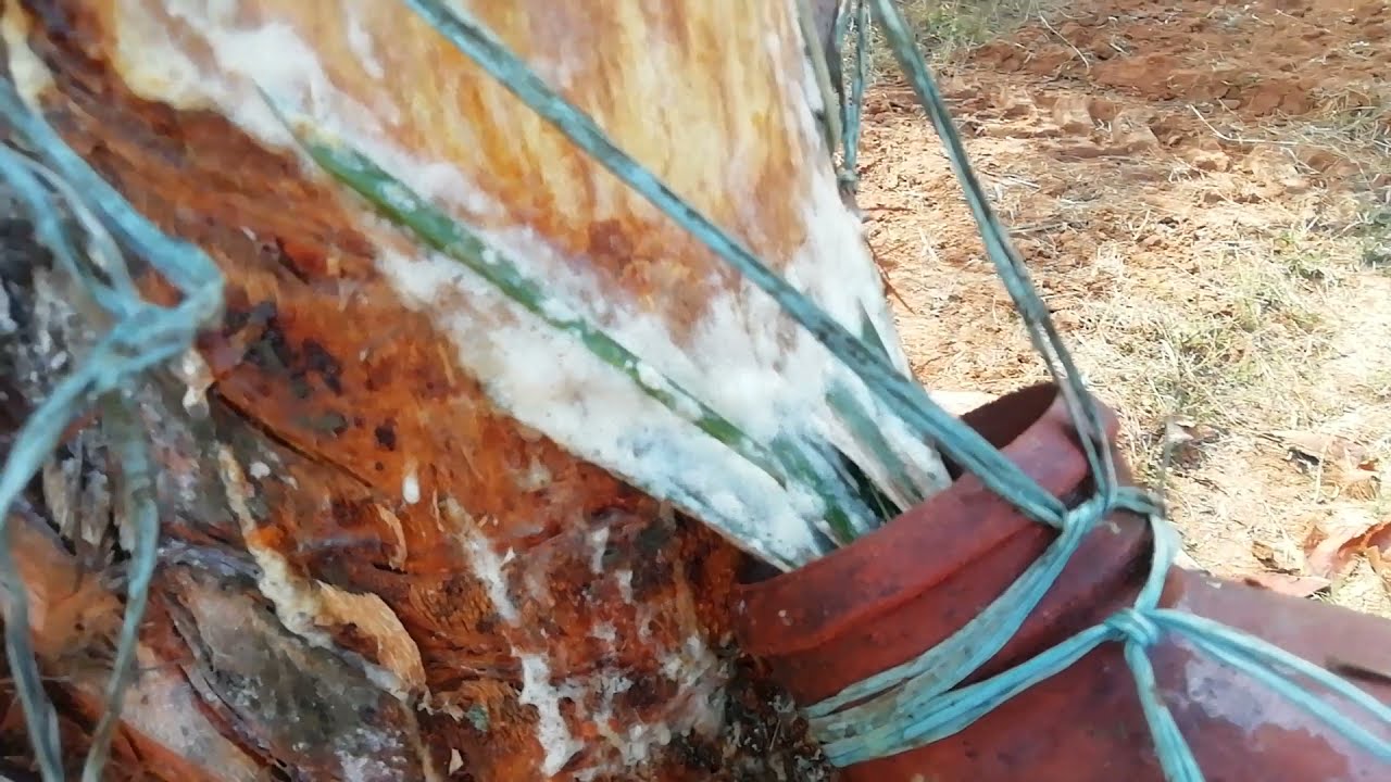 ఈత వనం Eetha Vanam at Nizamabad (Telangana) | Palm Gardens | Eetha ...