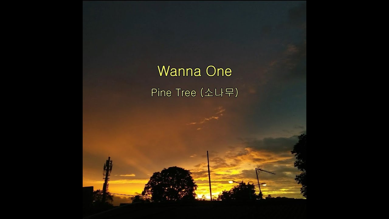 Wanna One - Pine Tree (소나무) Lyrics [Sub Indo] - YouTube