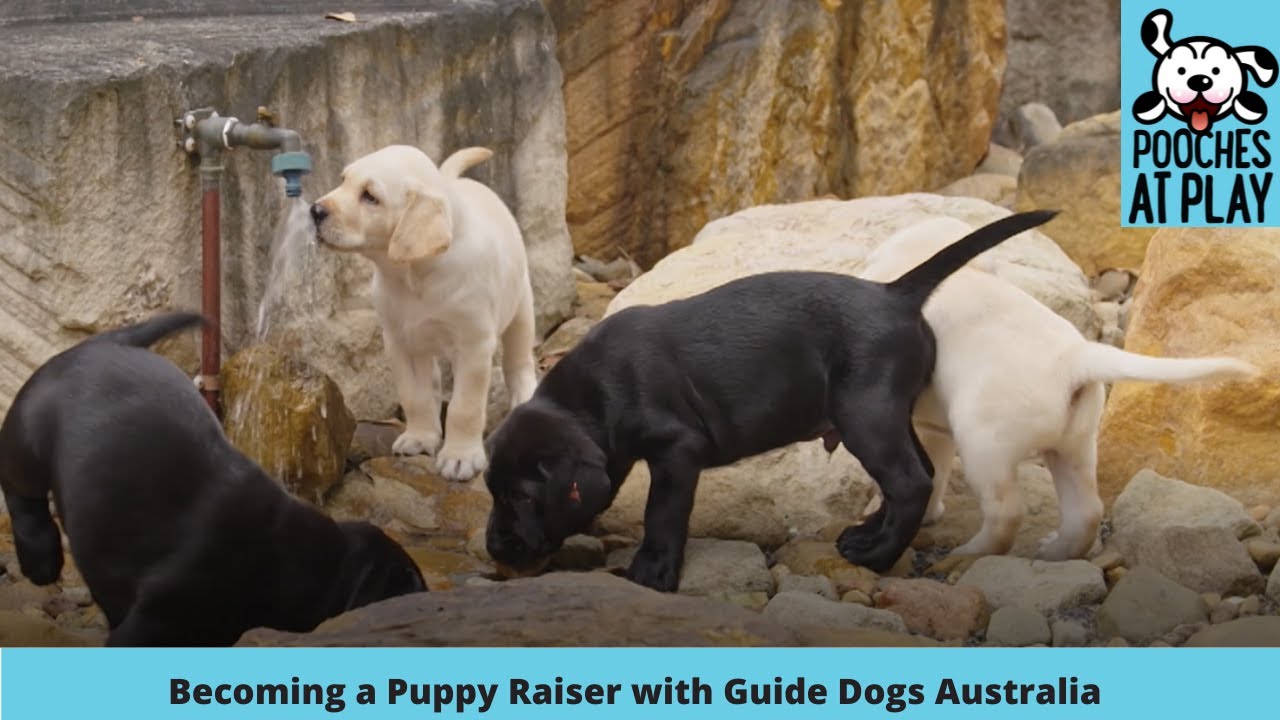 Becoming a Puppy Raiser with Guide Dogs Australia - Expert Dog Tips ...