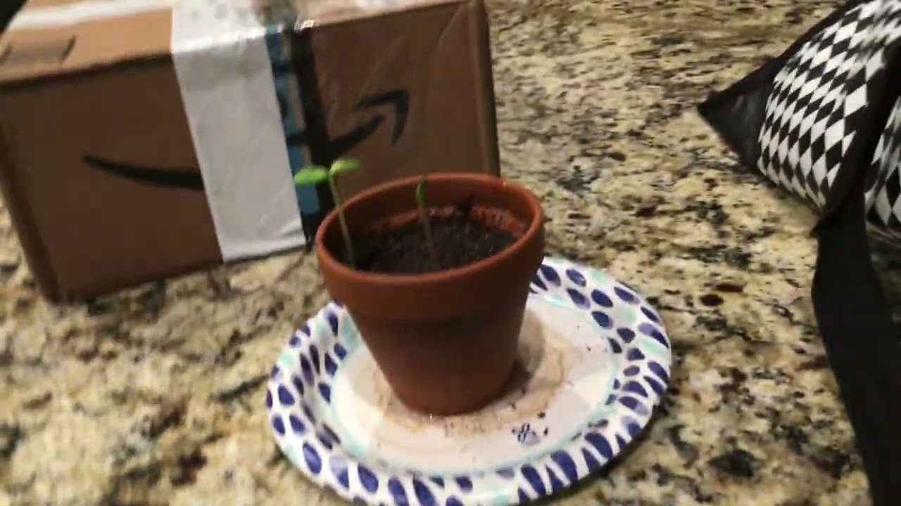 What Should I Name My Plant YouTube What Should I Name My Plant YouTube