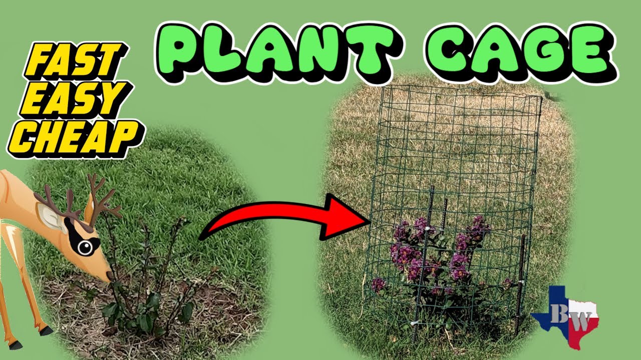 Easy to make plant cages / protect shrubs from deer - YouTube