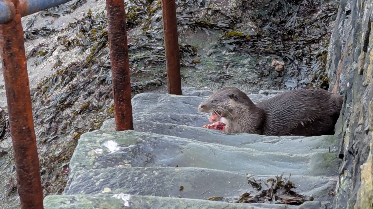 Rothesay harbour, Isle of Bute, Scotland. Otter predates a European ...