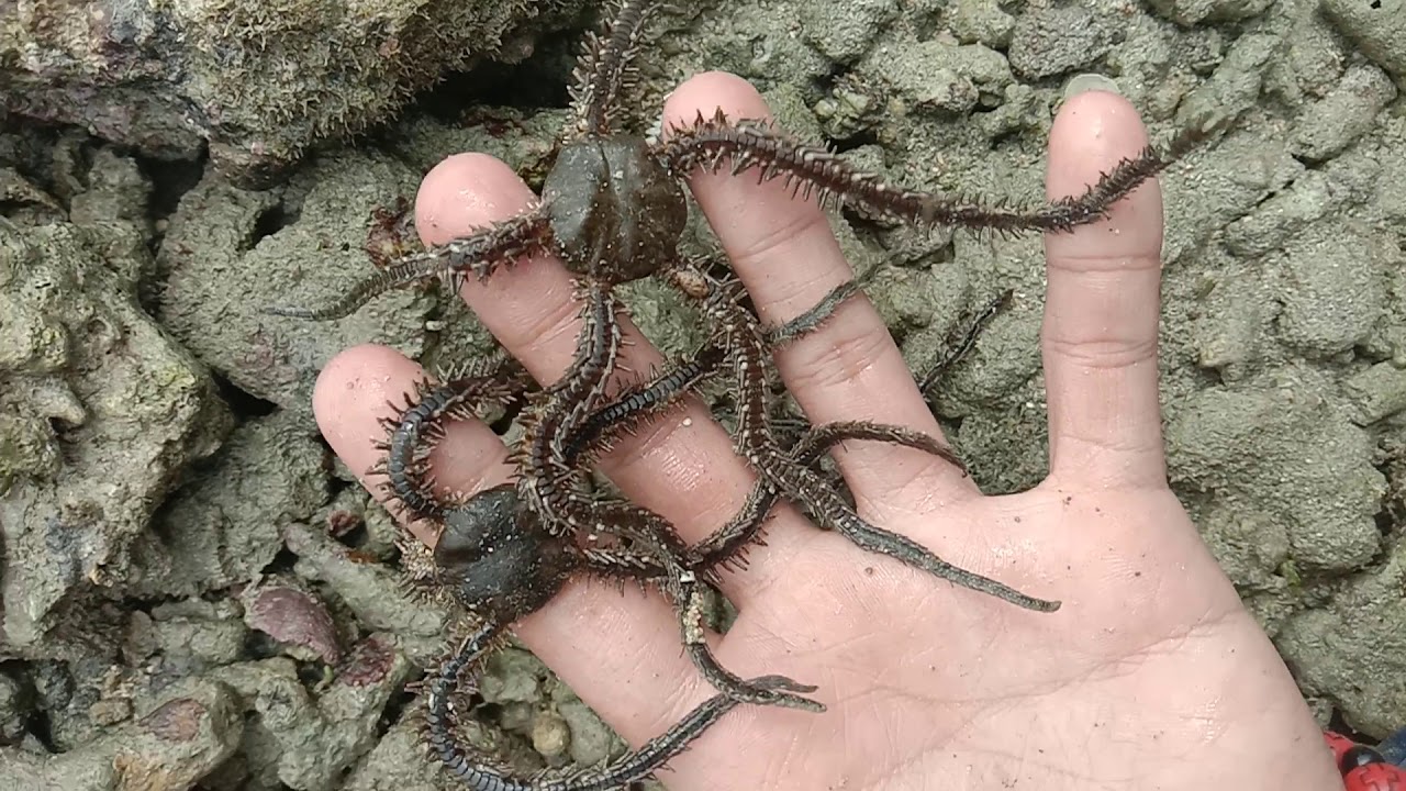 creepy starfish 😂 - YouTube