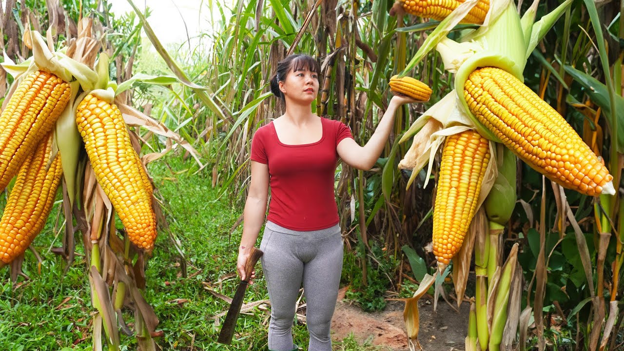 Harvesting Sweet Corn Goes to market sell - OFF GRID FARM | New Free ...