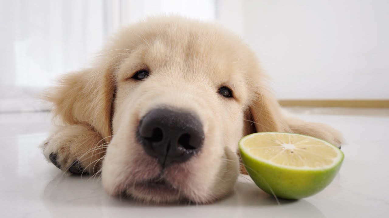 Golden Retriever Puppy Eats Lemon For The First Time And Is So Calm ...