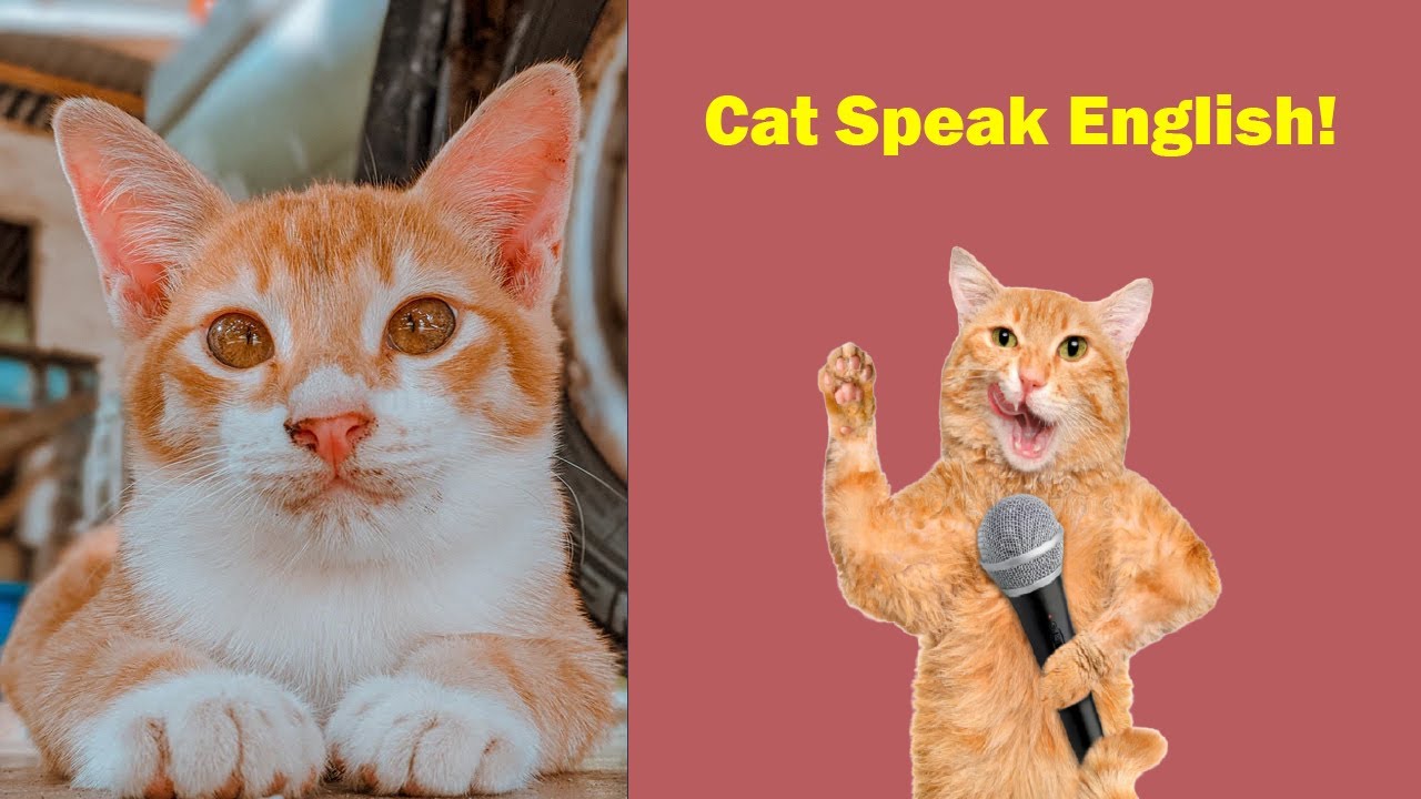 Funny Cats Talking😻These Cats Can Speak English Better Than Hooma😻 ...