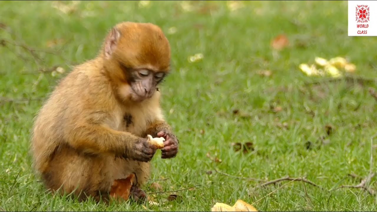 Monkey , Monkey eating food - YouTube