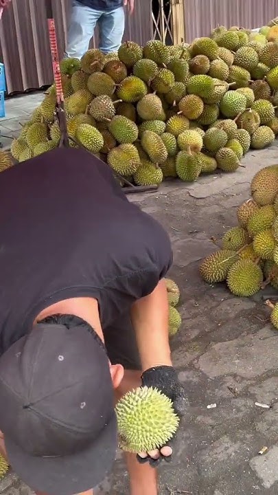 HUNTING DURIAN TERENAK DI INDONESIA DURIAN CUMASI BANGKA #durian #durianviral #food #streetfood ...