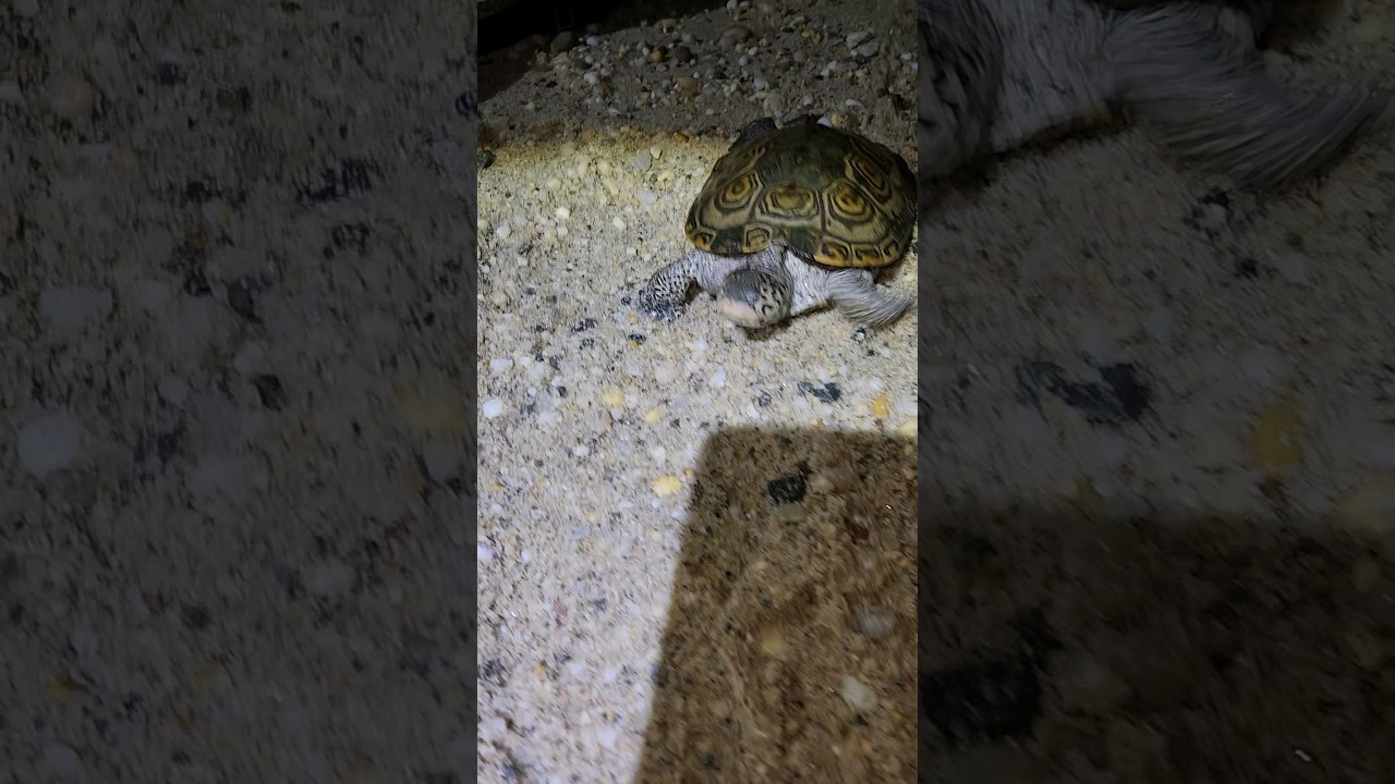 HUGE 🐢 Diamond back Terrapin Turtle!!! - YouTube