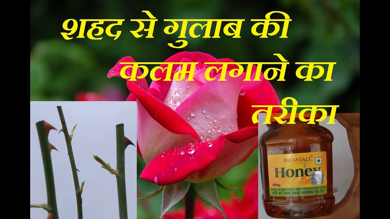 7 दिन मे शहद से गुलाब की कलम लगाएं How to grow rose stem cutting Kaise ...