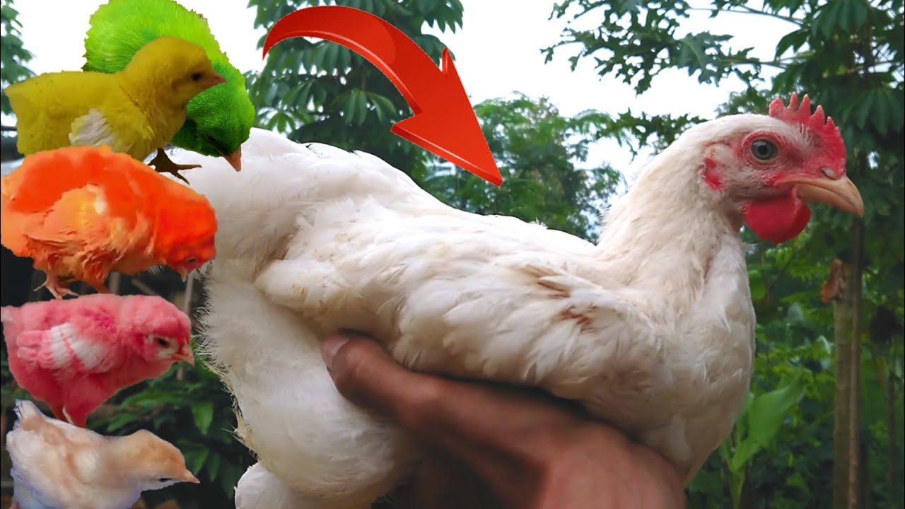 60 Day Old Colorful Chicks || Growth of chickens - Hen Gallina Video ...